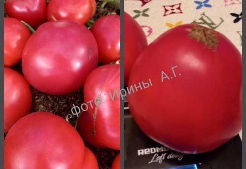 Продаются семена коллекционных сортов томатов