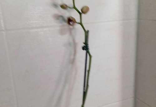 Орхидея фаленопсис (Пират Пикоти)