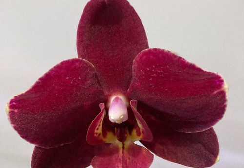 Орхидея цветущая Ola