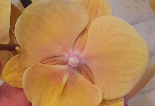 Орхидея фаленопсис биглип биг лип