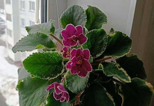 Фиалка сортовая ле-Оксана