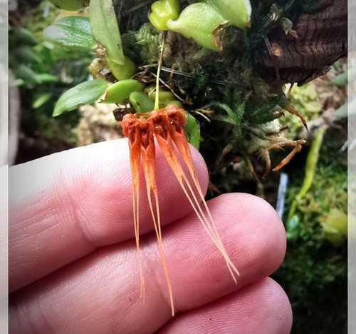 Мини микро орхидея Bulbophyllum sridithii