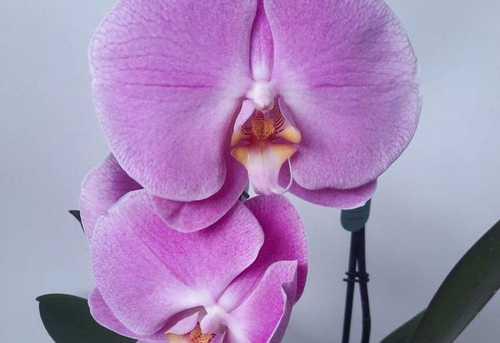 Орхидея каскадом