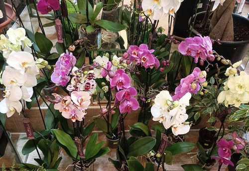 Орхидея фаленопсис 1 st мих