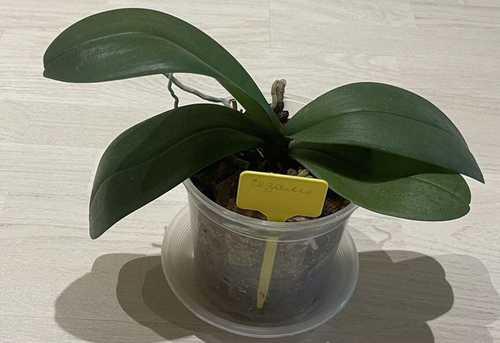 Орхидея Сезам