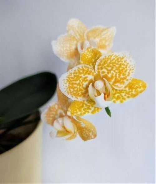 Орхидея Phal. Yaphon Golden Leopard AN- 6608