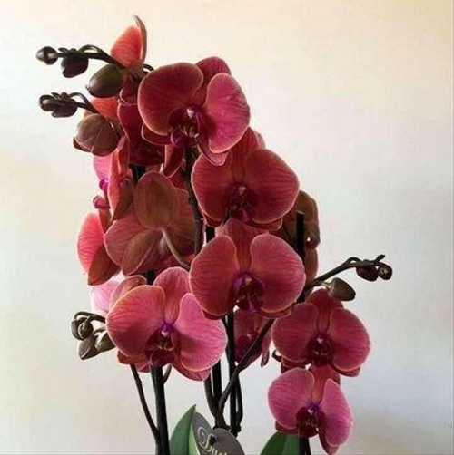 Орхидея Asian coral цветущая, два цветоноса