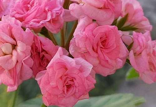 Розебудные и тюльпановидные пеларгонии