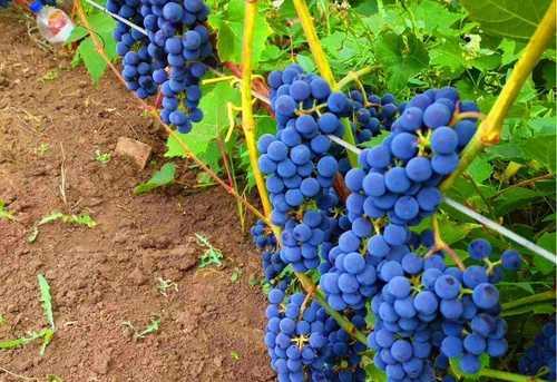 Саженцы технических сортов винограда