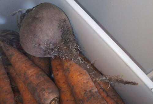 Домашние морковь