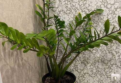 Комнатное растение замиокулькас
