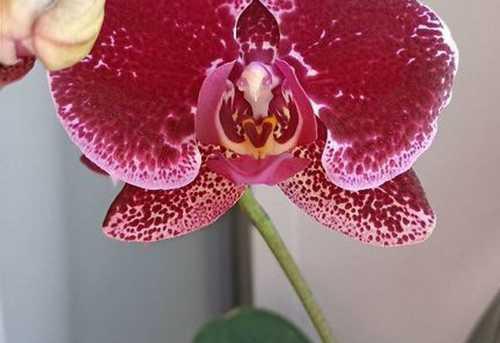 Орхидея фаленопсис Ever Spring