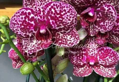 Орхидея фаленопсис с цветоносом из тр с деткой