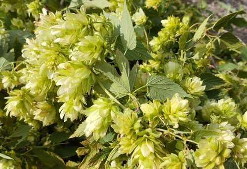 Шишки хмеля