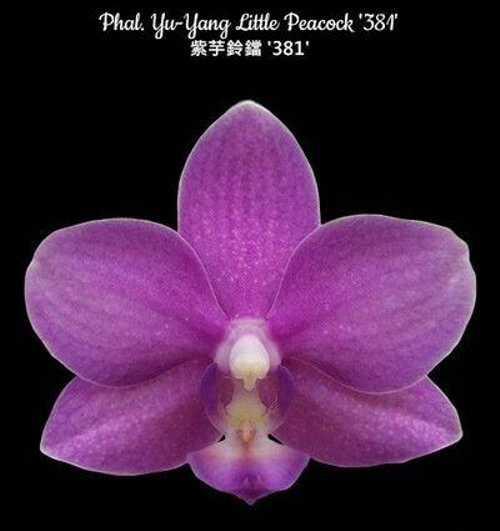 Орхидея Phal. Yu-Yang Little Peacock '381'