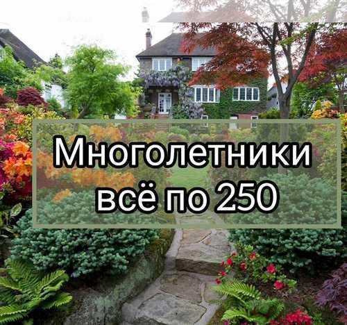 Многолетние цветы 2