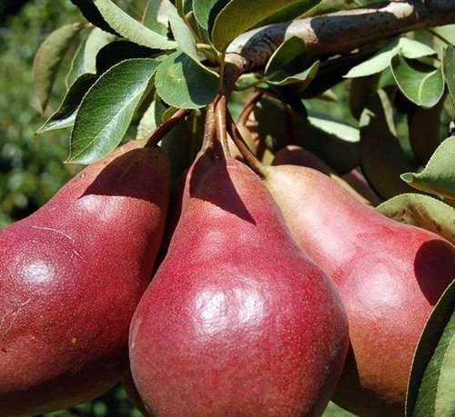 Черенки сортовых яблонь и груш для прививки