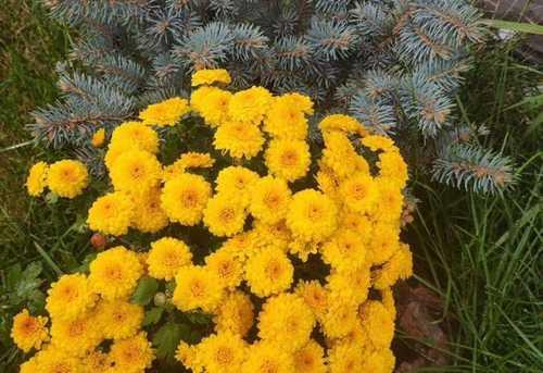 Хризантема мультифора, 4 цвета