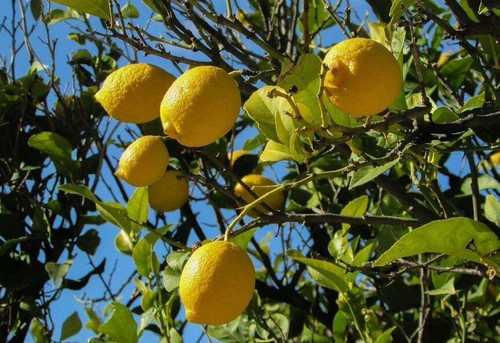 Саженцы лимонного дерево оптом и в розницу