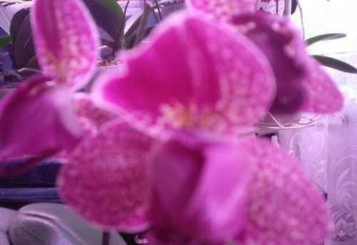 Орхидея фаленопсис Кимано пелор