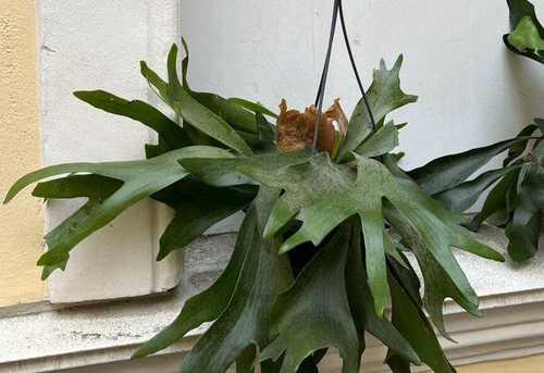 Папоротник Платицериум растение оленерогий