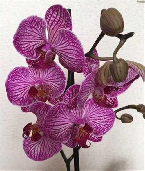 Орхидея фаленопсис Flirtation (флирт)