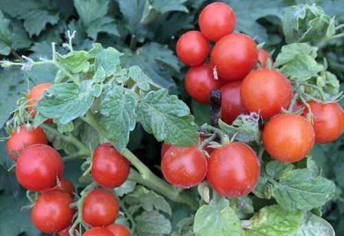 Семена карликовых томатов