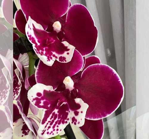 Орхидея фаленопсис