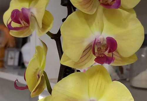 Орхидея фаленопсис Голдион