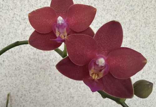 Орхидея фаленопсис Sogo red star