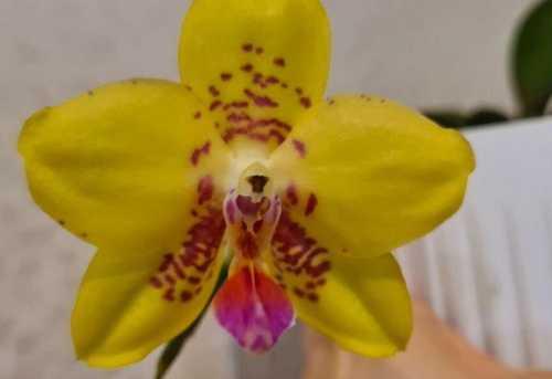 Орхидея фаленопсис Summer lady