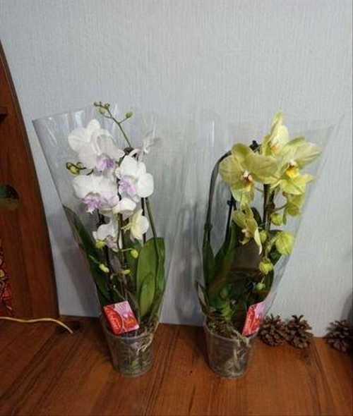 Орхидея фаленопсис Каскад, 2 ствола