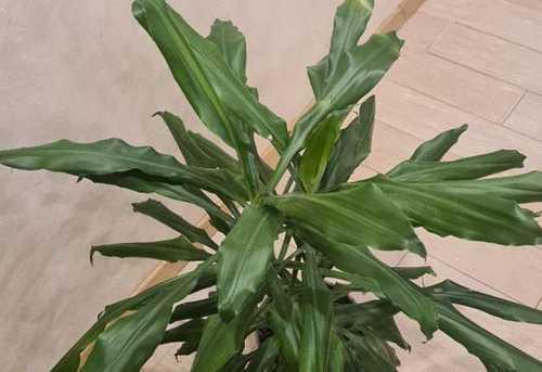 Комнатное растение - драцена пушистая, 105 см