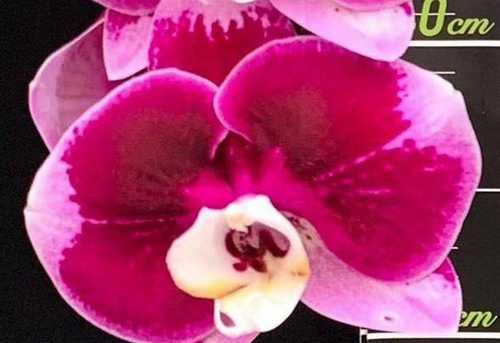 Орхидея Phal. L1226