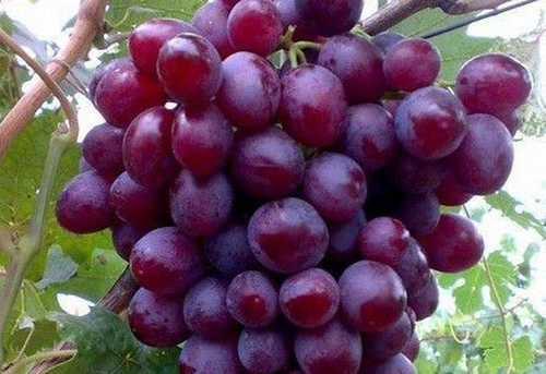 Саженцы винограда Подарок Ирине