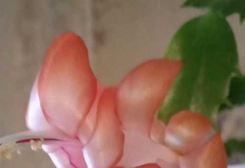 Цветок декабрист(шлюмбергера)