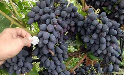 Продаю саженцы винограда сорт кодрянка