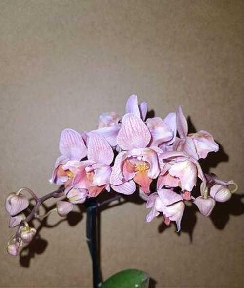 Орхидея фаленопсис Пелорик Santa ros