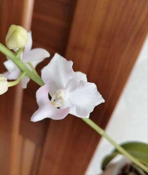 Орхидея фаленопсис Pulcherrima pink