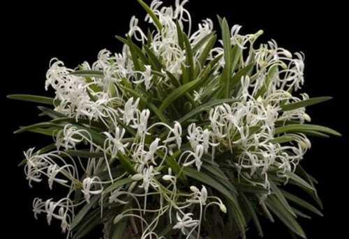 Neofinetia falcata огромный куст