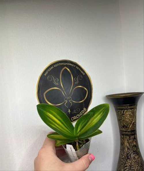 Phalaenopsis amabilis variegated