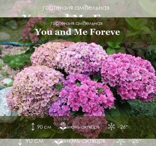 Гортензия крупнолистная You and Me Foreve