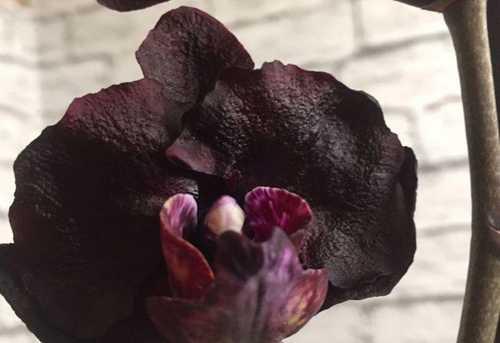 Орхидея фаленопсис Черный Лебедь