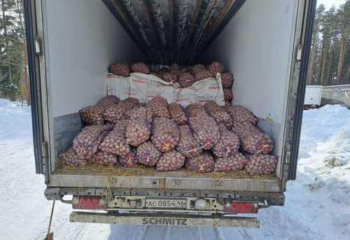 Продается семенной картофель оптом от 1 тонны