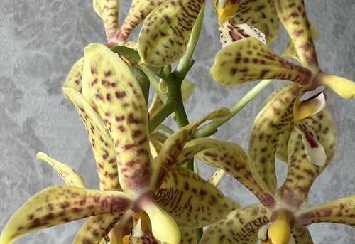 Орхидея фаленопсис Спайдер