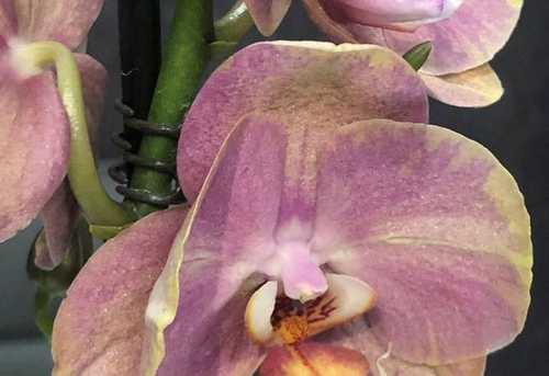 Орхидея фаленопсис Тест очень Ароматная