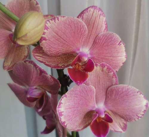 Орхидея фаленопсис Пират пикоти не цветёт