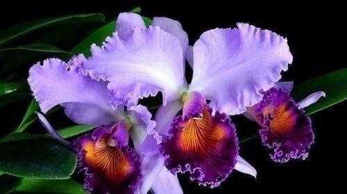 Орхидея каттлея C.(Lc.) Dinard 'Blue Heaven'