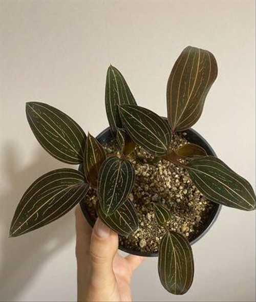 Орхидея лудисия