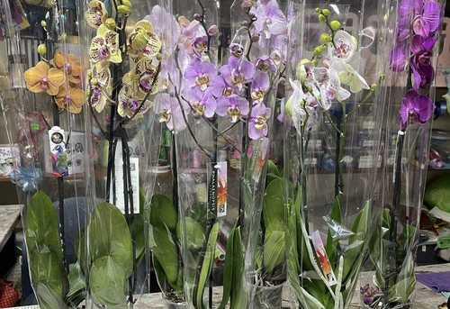 Орхидея на 8 Марта
